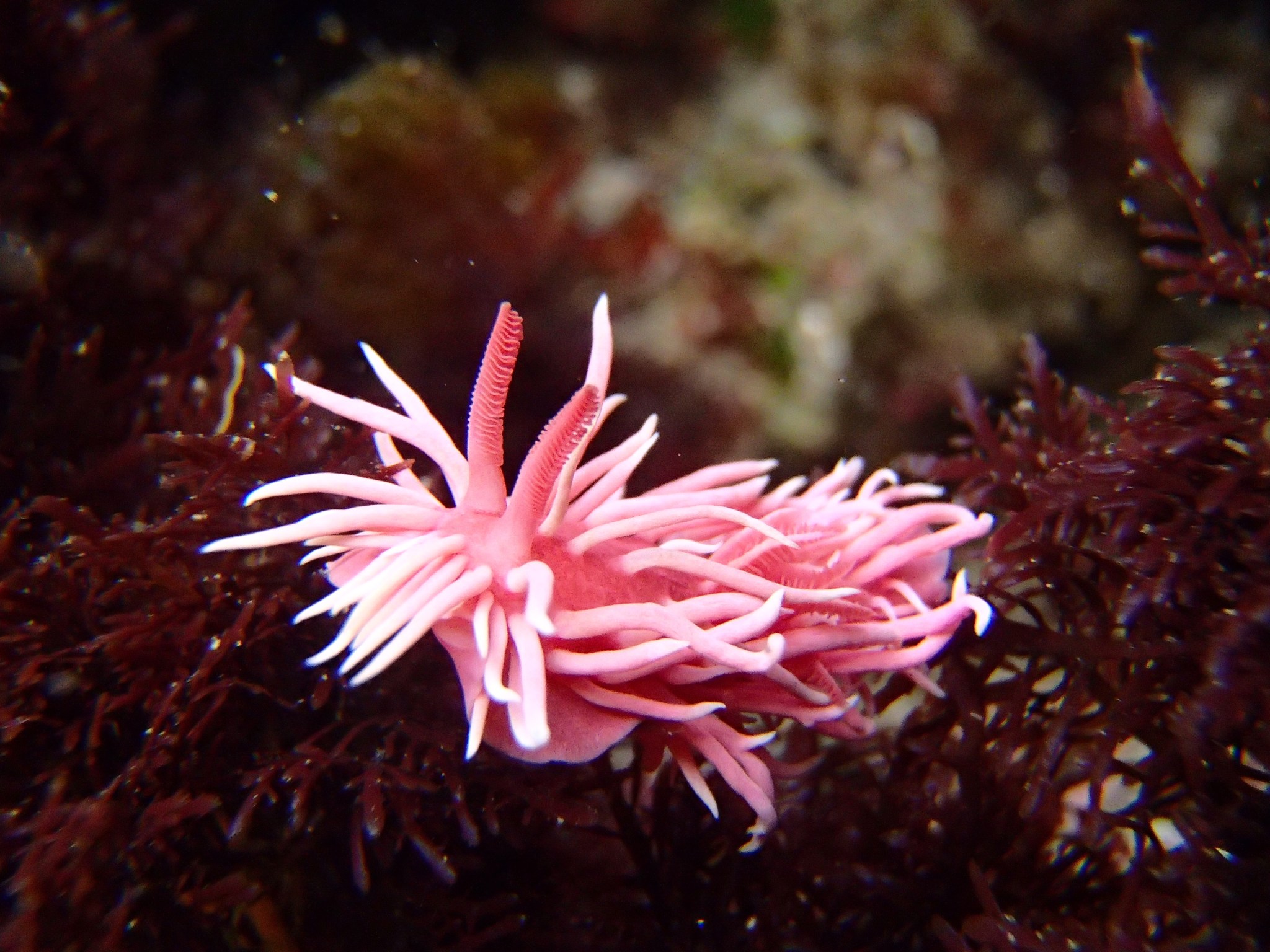 The Hopkins Rose Nudibranch–That Bright Pink Sea Slug – The Tide Is Out