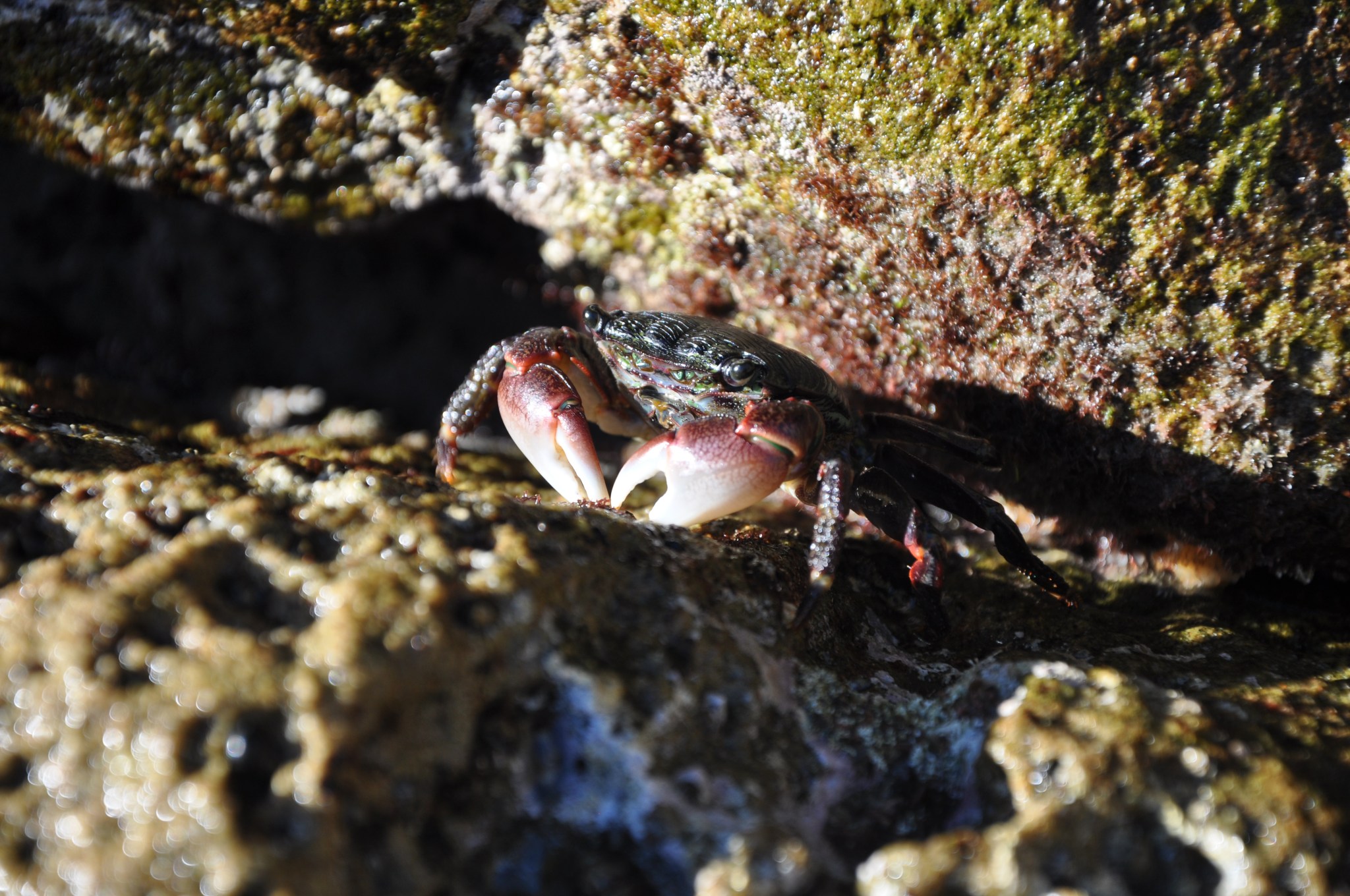 5 Common Crustaceans to Look for at the Tide Pools – The Tide Is Out