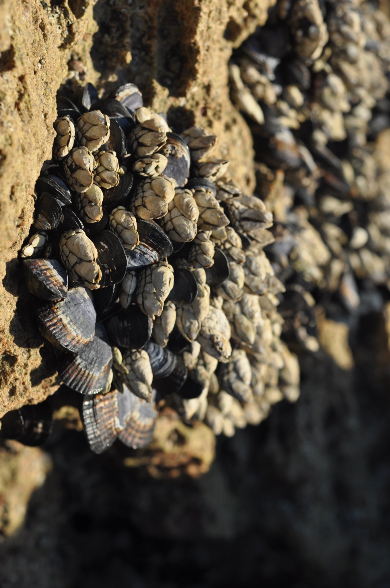 5 Common Crustaceans to Look for at the Tide Pools – The Tide Is Out