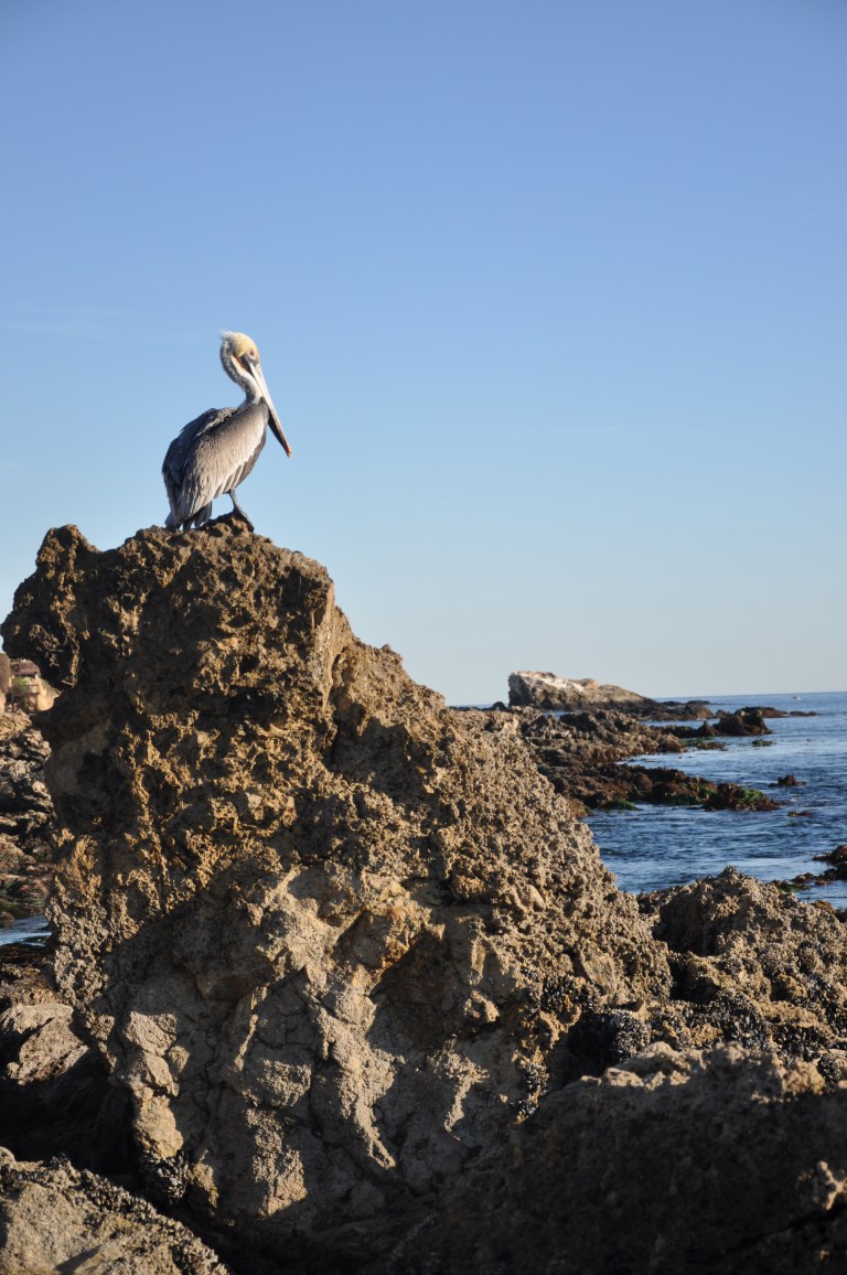 Tidal Zones Explained: Splash, Intertidal, and Sub-tidal Zones – The ...