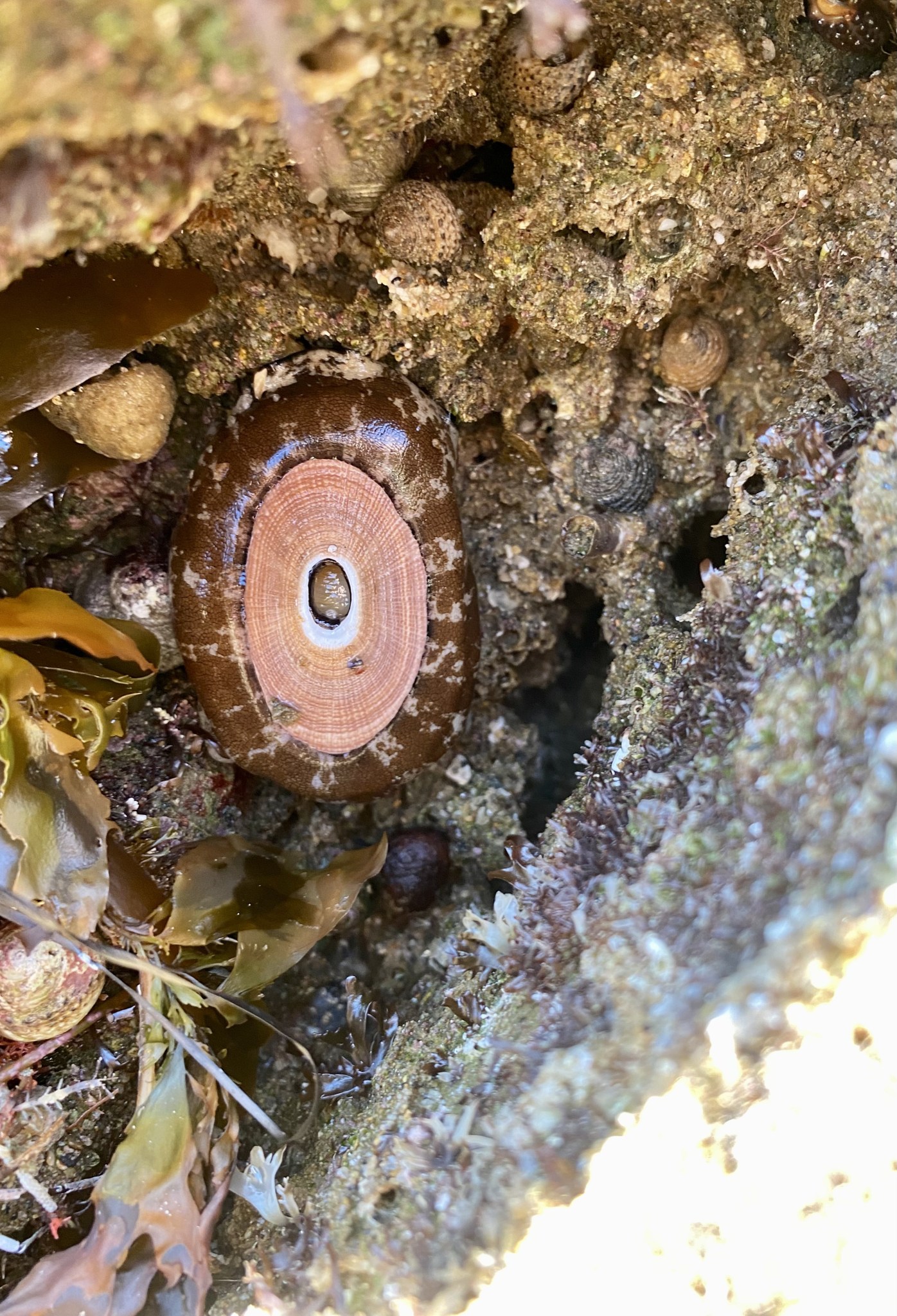 Tide Pooling: to Touch or Not to Touch? – The Tide Is Out