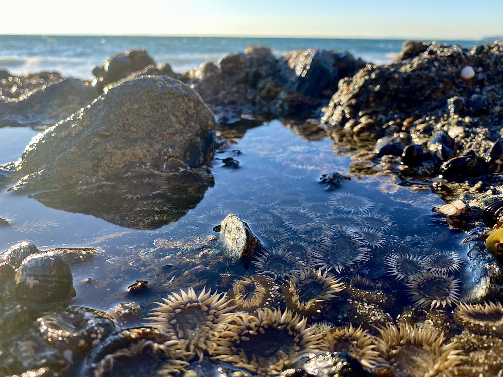 6 Best Southern California Tide Pooling Spots from North to South – The ...