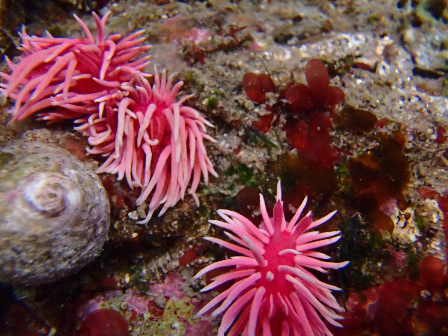 The Hopkins Rose Nudibranch–That Bright Pink Sea Slug – The Tide Is Out