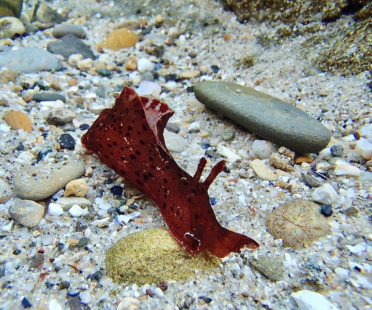 Tide Pooling: to Touch or Not to Touch? – The Tide Is Out