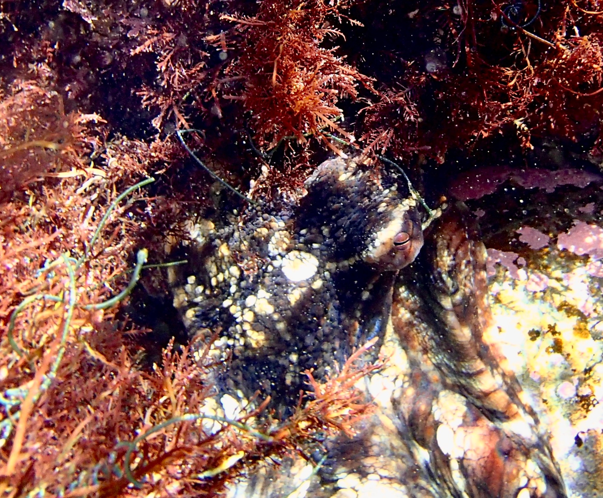 5 Steps to Finding an Octopus at the Tide Pools – The Tide Is Out