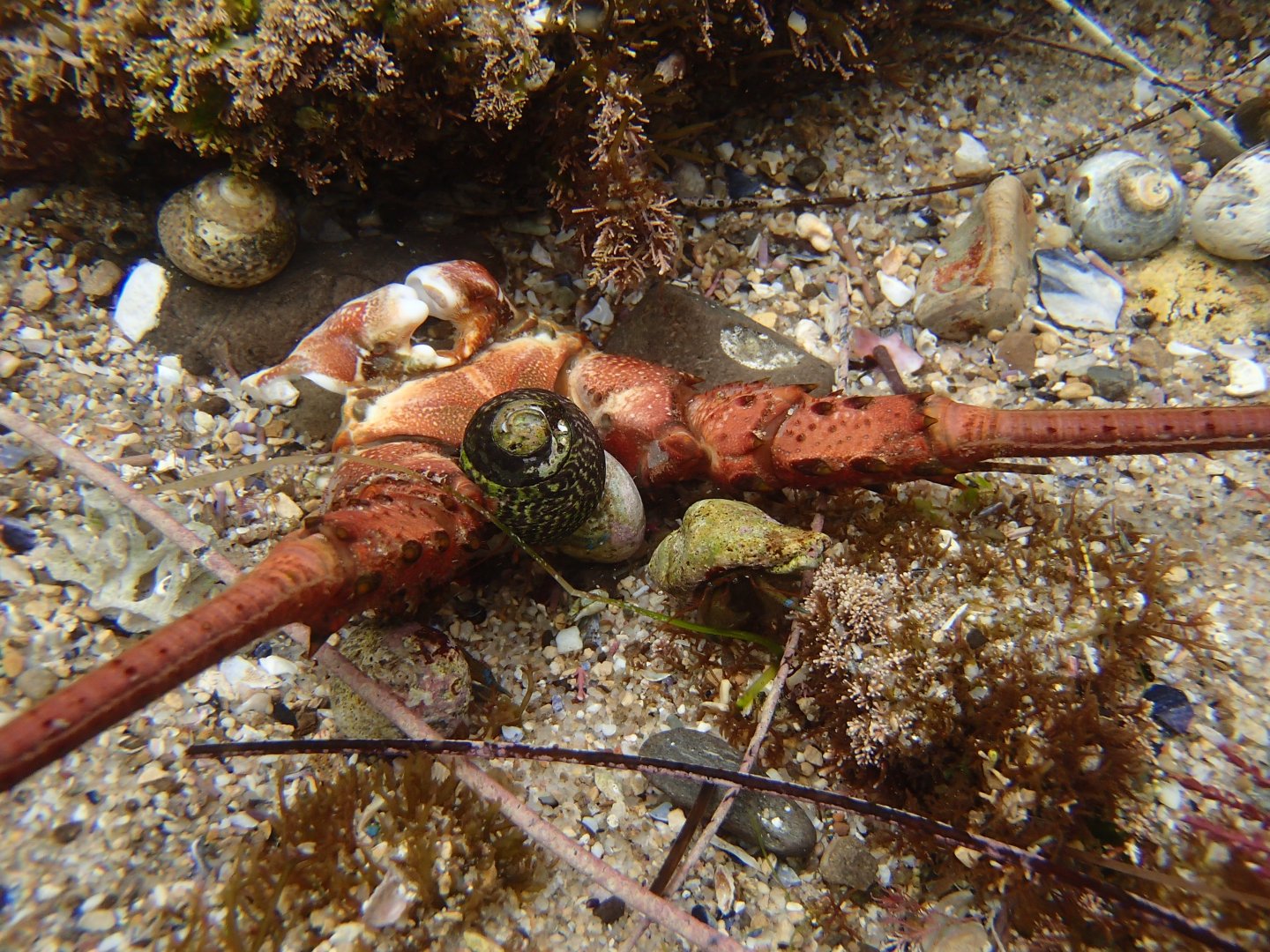 5 Common Crustaceans to Look for at the Tide Pools – The Tide Is Out