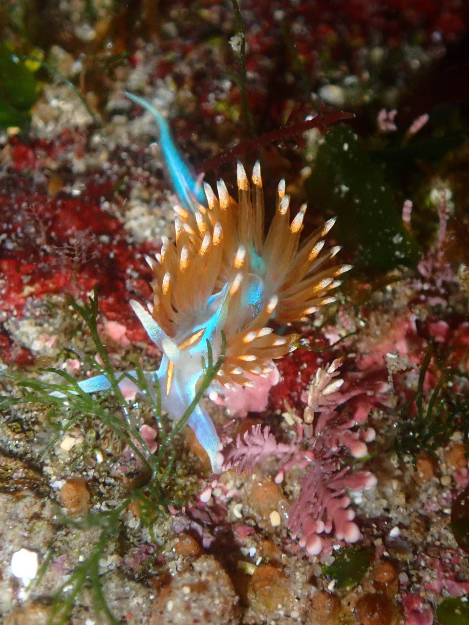 Opalescent Nudibranch: California’s Most Common Sea Slug – The Tide Is Out