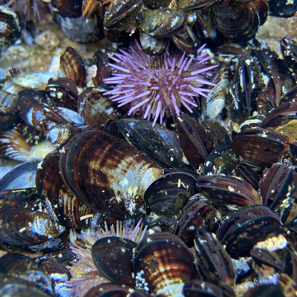 Tide Pooling: to Touch or Not to Touch? – The Tide Is Out