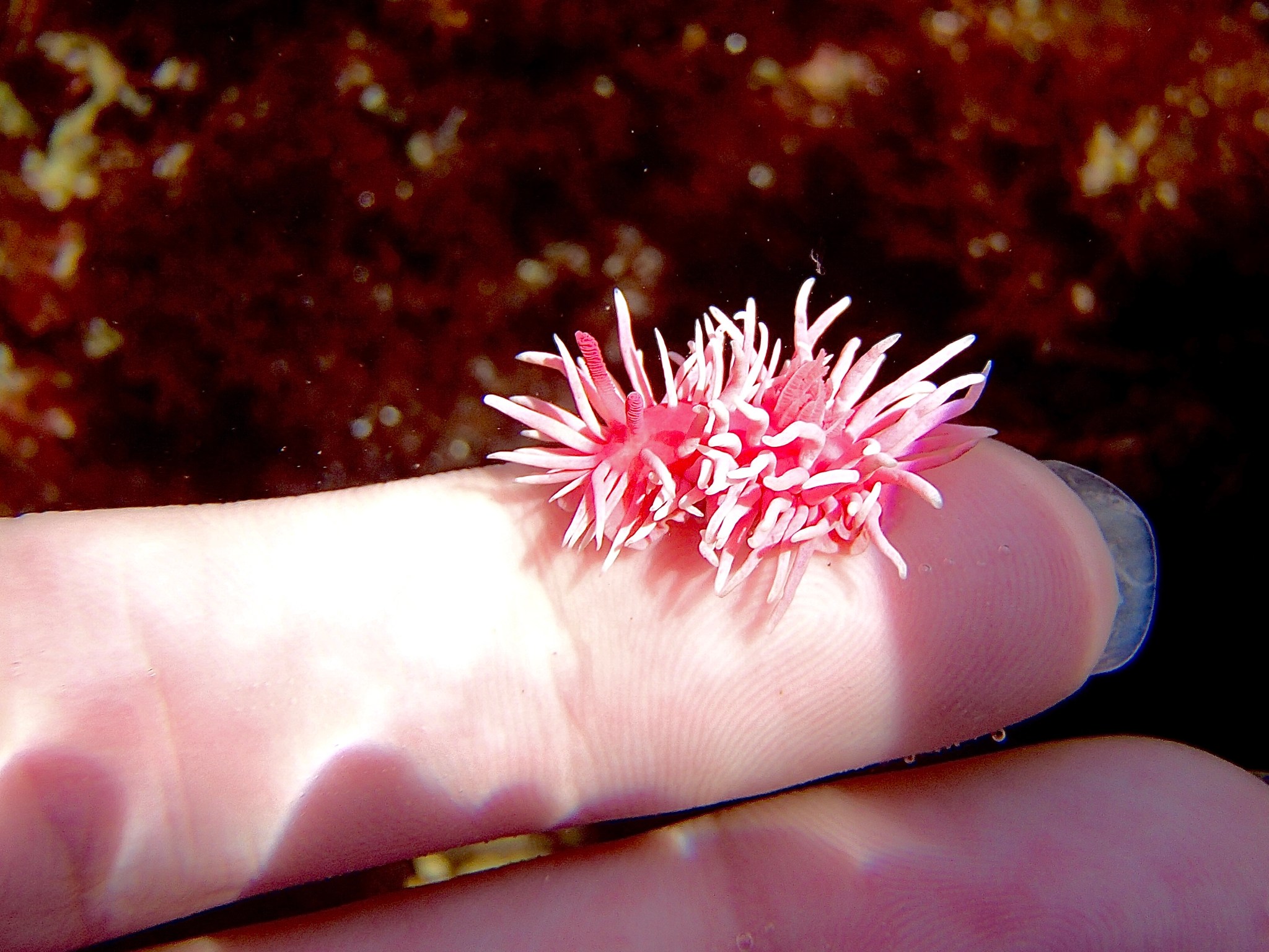 The Hopkins Rose Nudibranch–That Bright Pink Sea Slug – The Tide Is Out