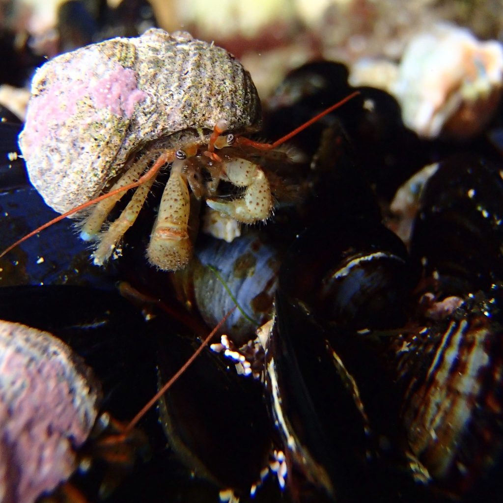 5 Common Crustaceans to Look for at the Tide Pools – The Tide Is Out