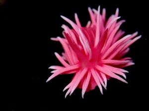 The Hopkins Rose Nudibranch–That Bright Pink Sea Slug – The Tide Is Out