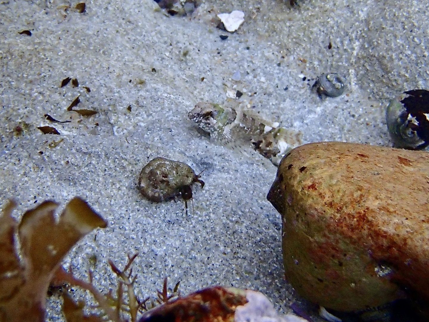 Woolly Sculpin: The Most Common Tide Pool Fish – The Tide Is Out