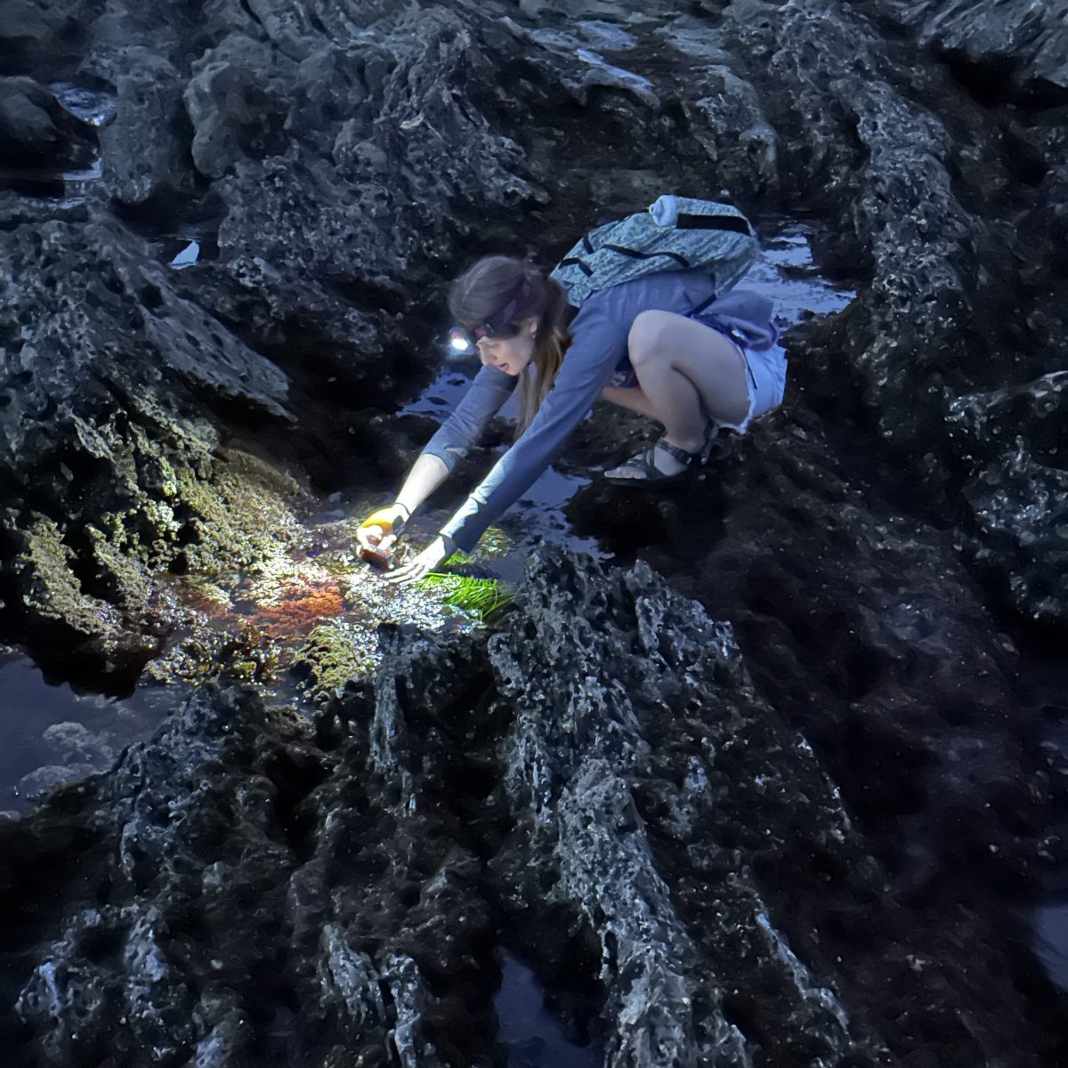 Tide Pooling at Night—The Complete Guide – The Tide Is Out
