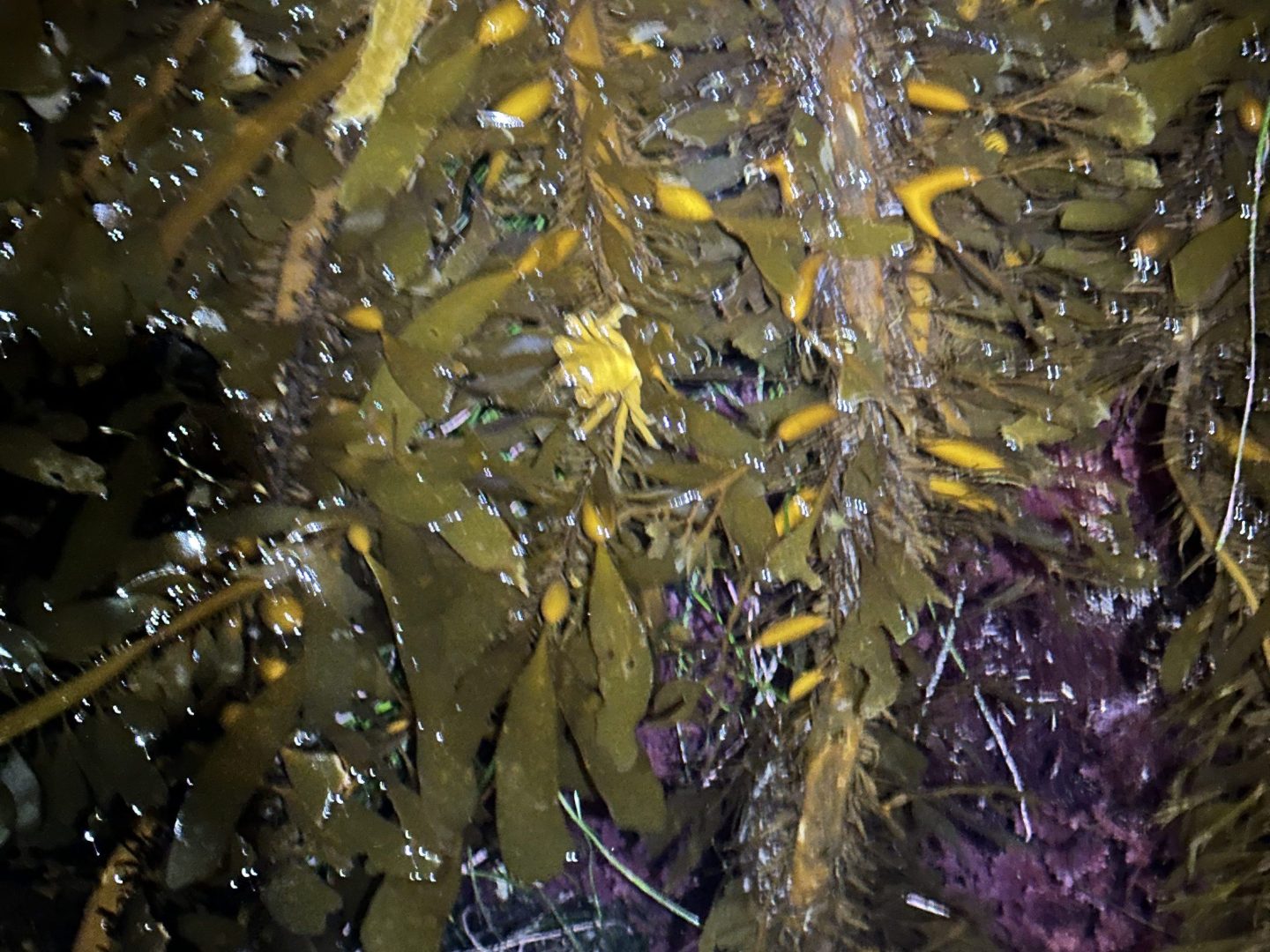 Tide Pooling at Night—The Complete Guide – The Tide Is Out