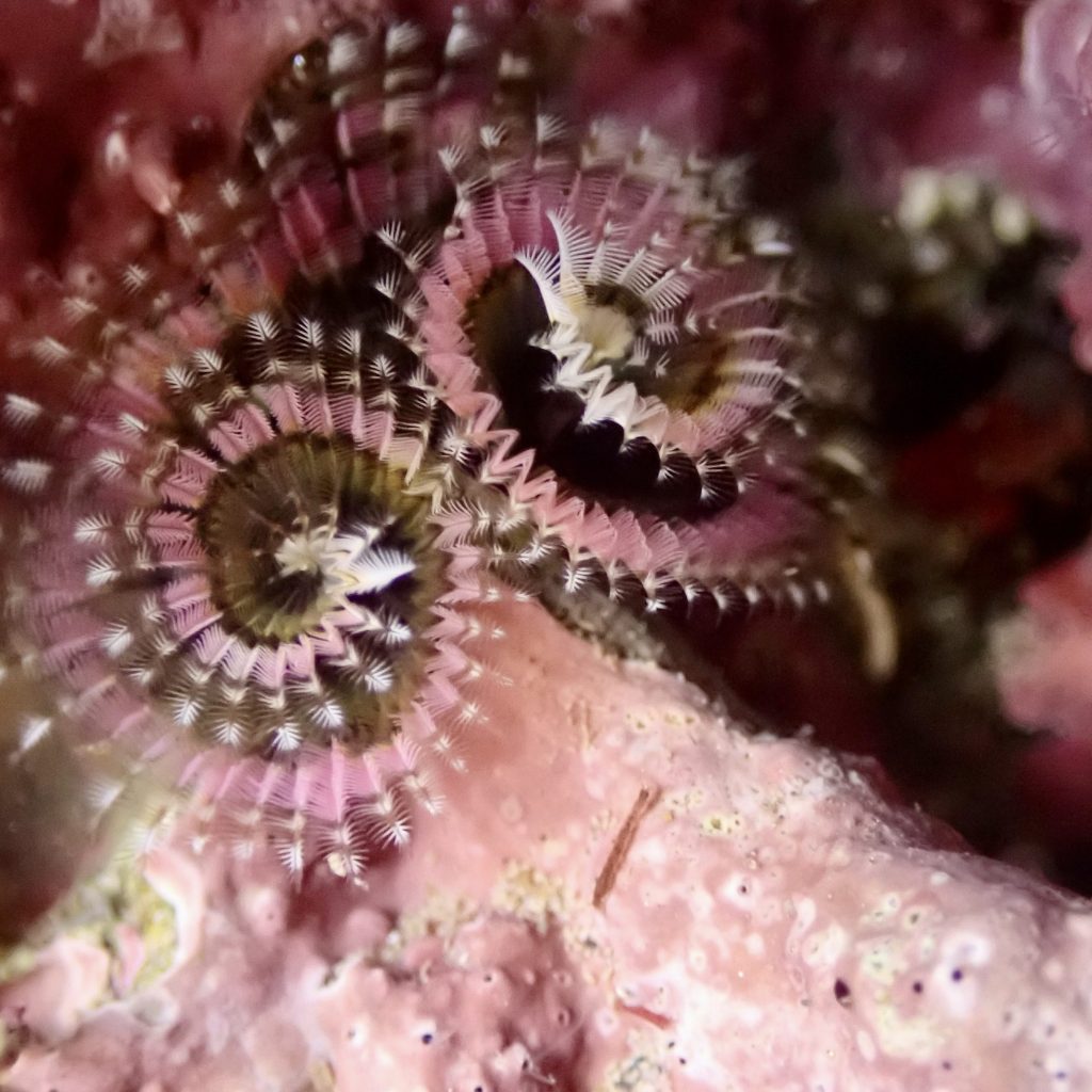 Christmas Tree Worms: Tropical Residents in the Tide Pools – The Tide ...