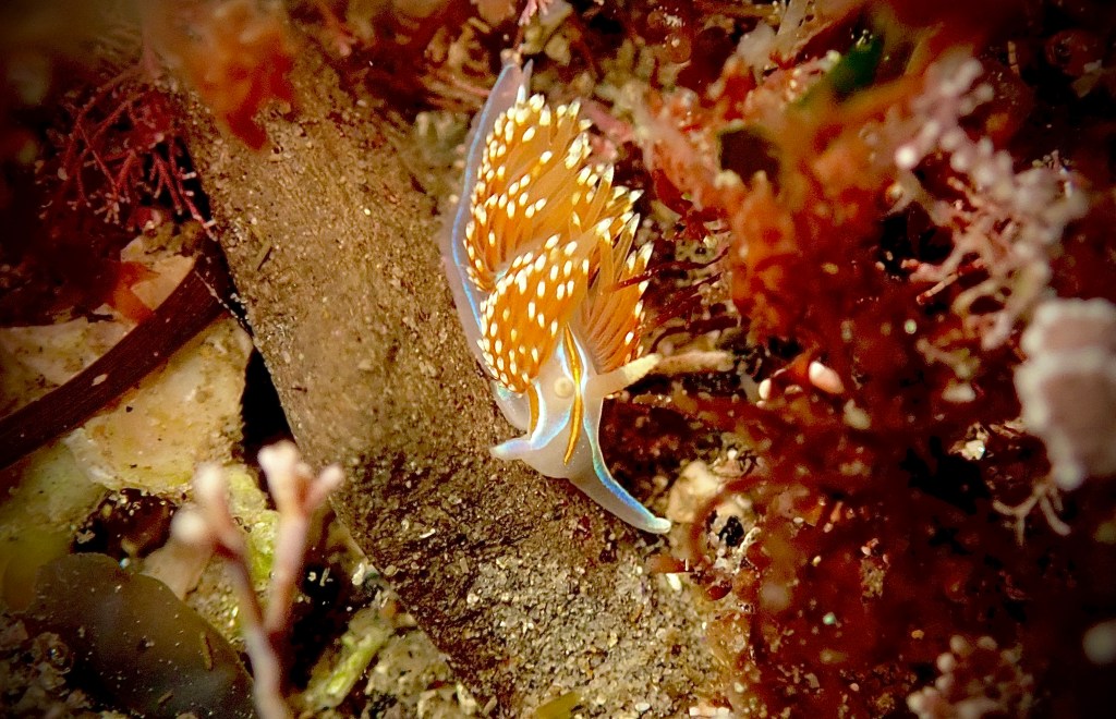Opalescent Nudibranch: California’s Most Common Sea Slug – The Tide Is Out