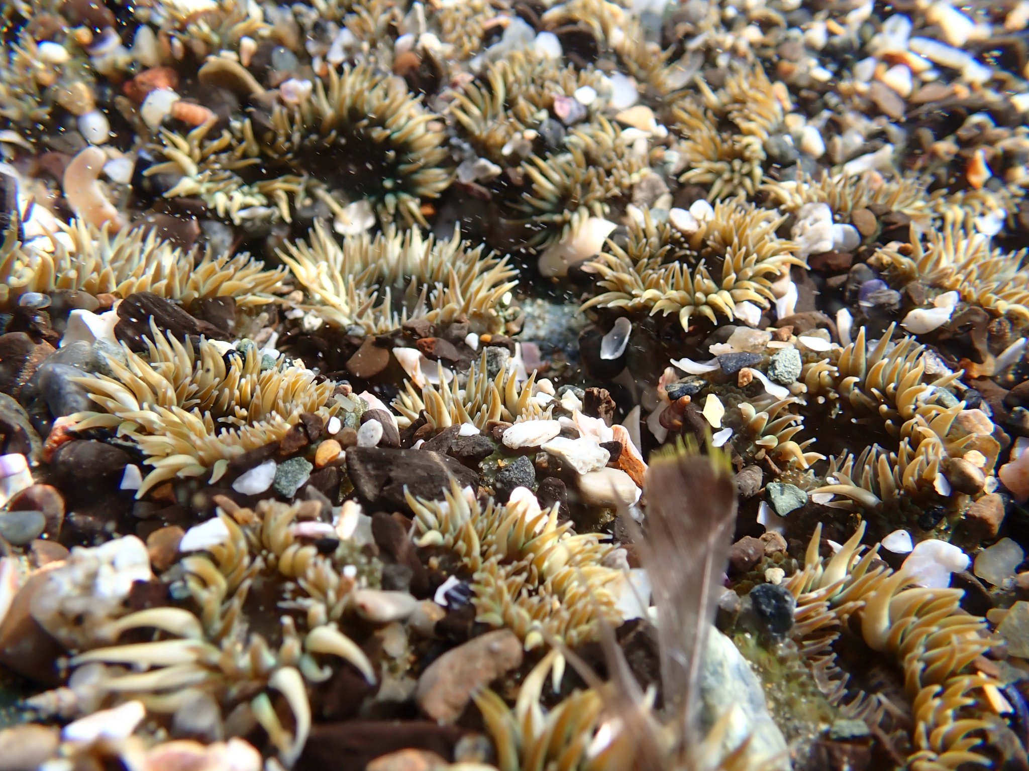 5 Kinds of Intertidal Animals That Look Like Rocks – The Tide Is Out