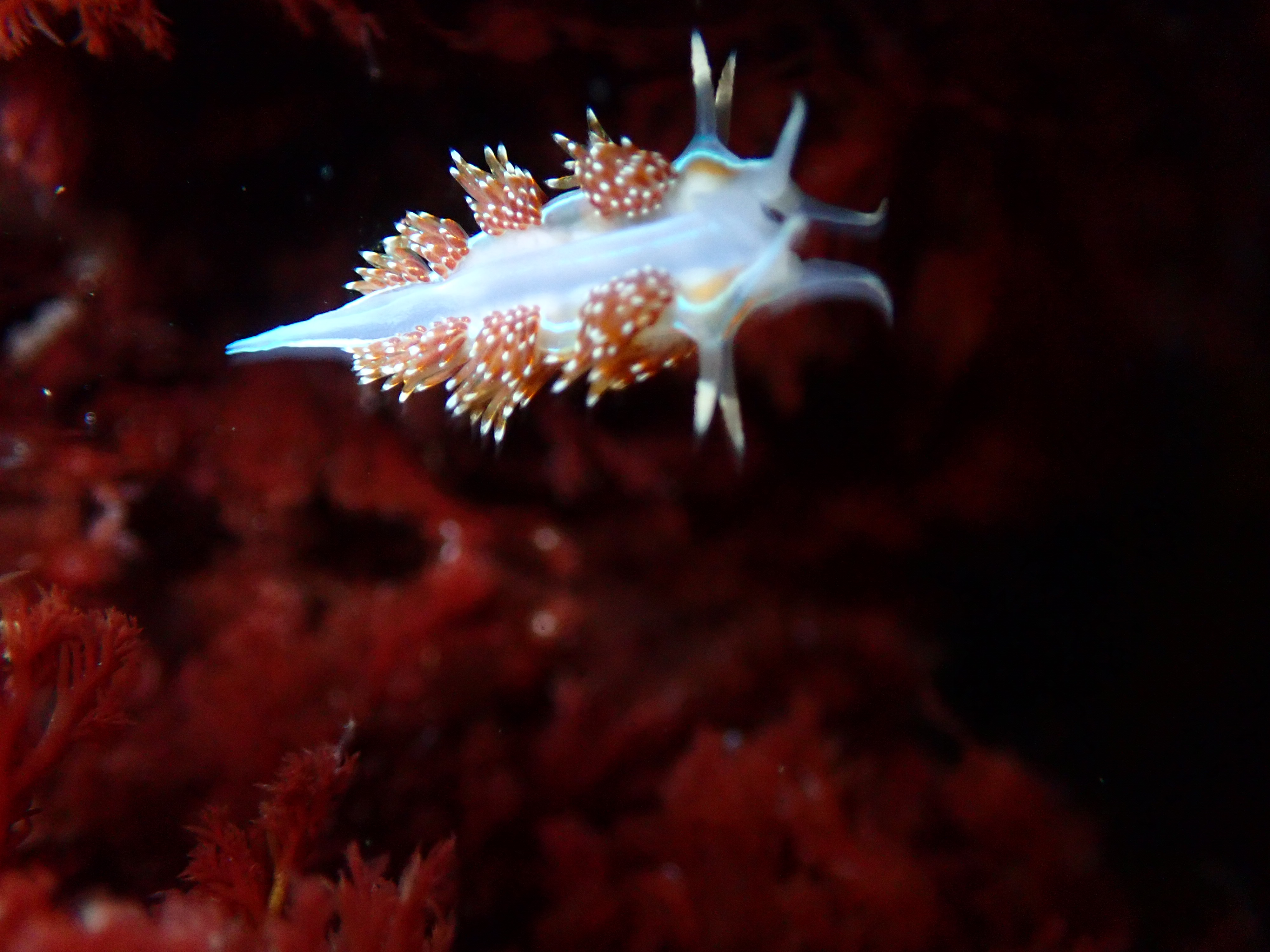 Opalescent Nudibranch: California’s Most Common Sea Slug – The Tide Is Out