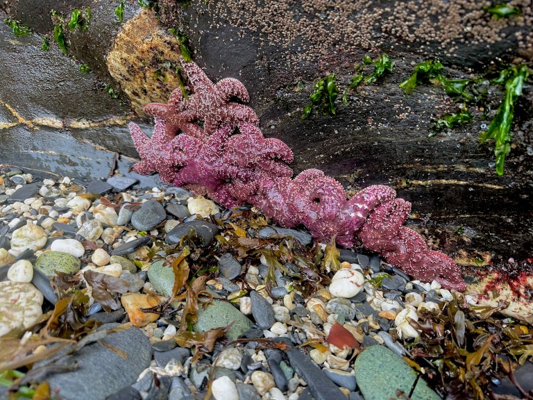 Tide Pools 101 – The Tide Is Out
