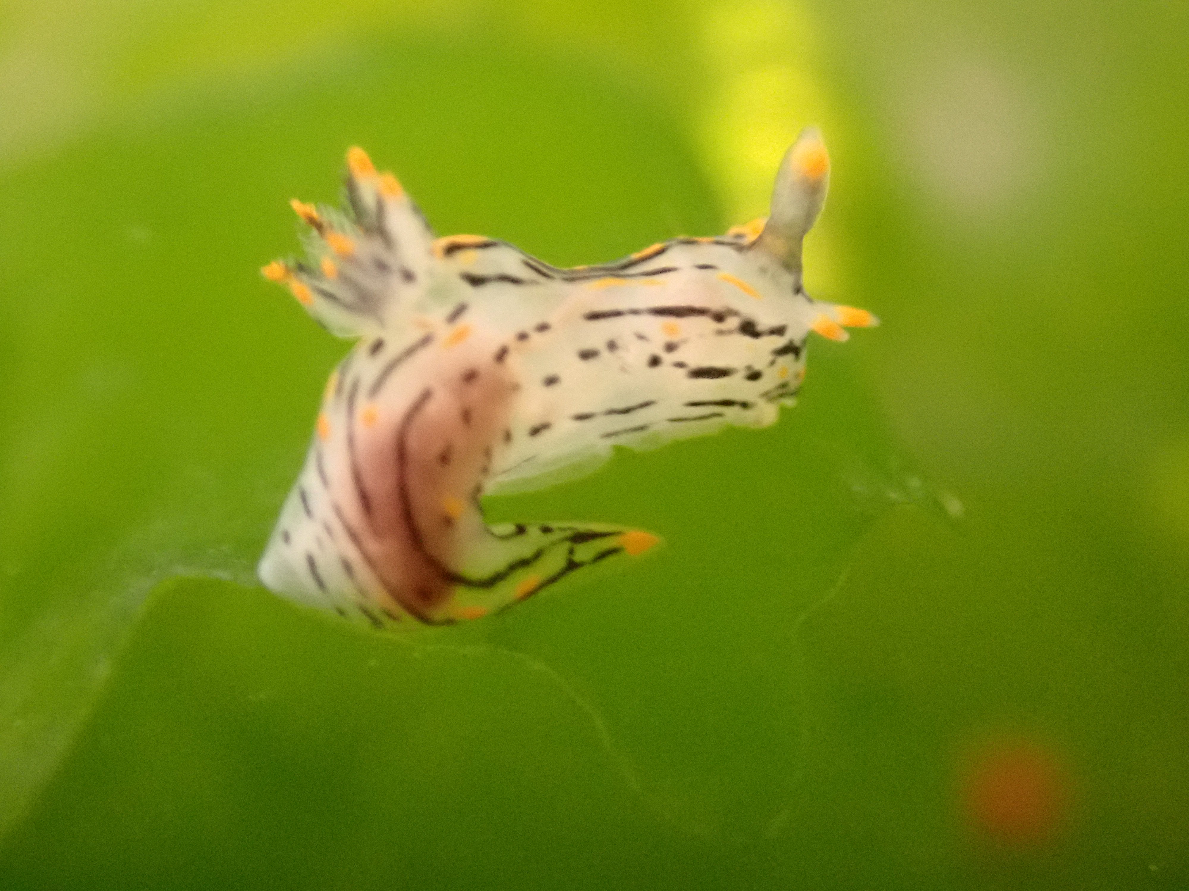 What do Nudibranchs Eat? – The Tide Is Out