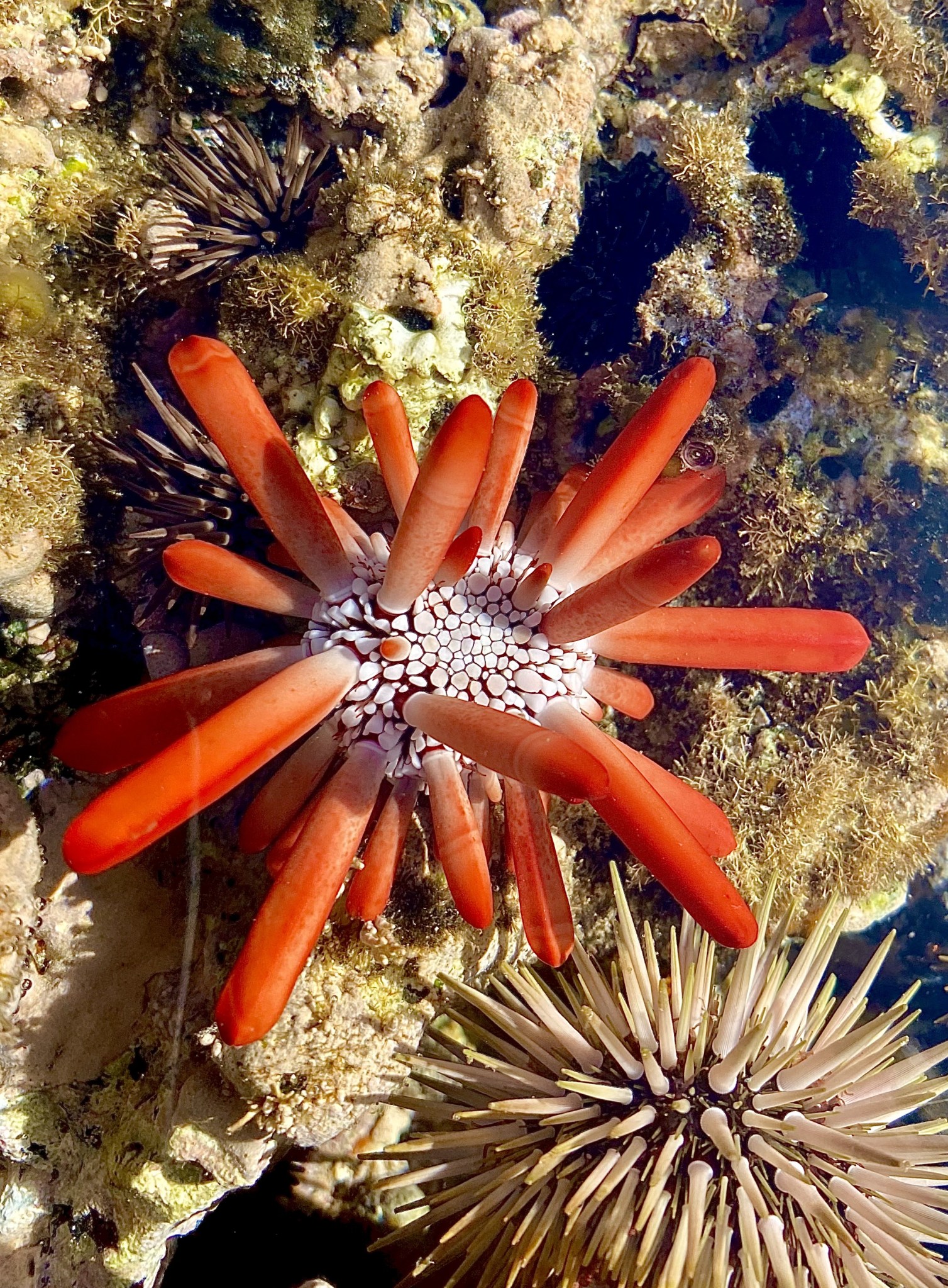 5 Kinds of Animals You Might See Tide Pooling in Hawai’i – The Tide Is Out