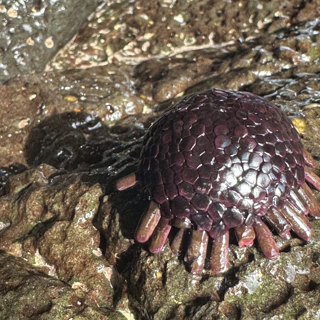 5 Kinds of Animals You Might See Tide Pooling in Hawai’i – The Tide Is Out