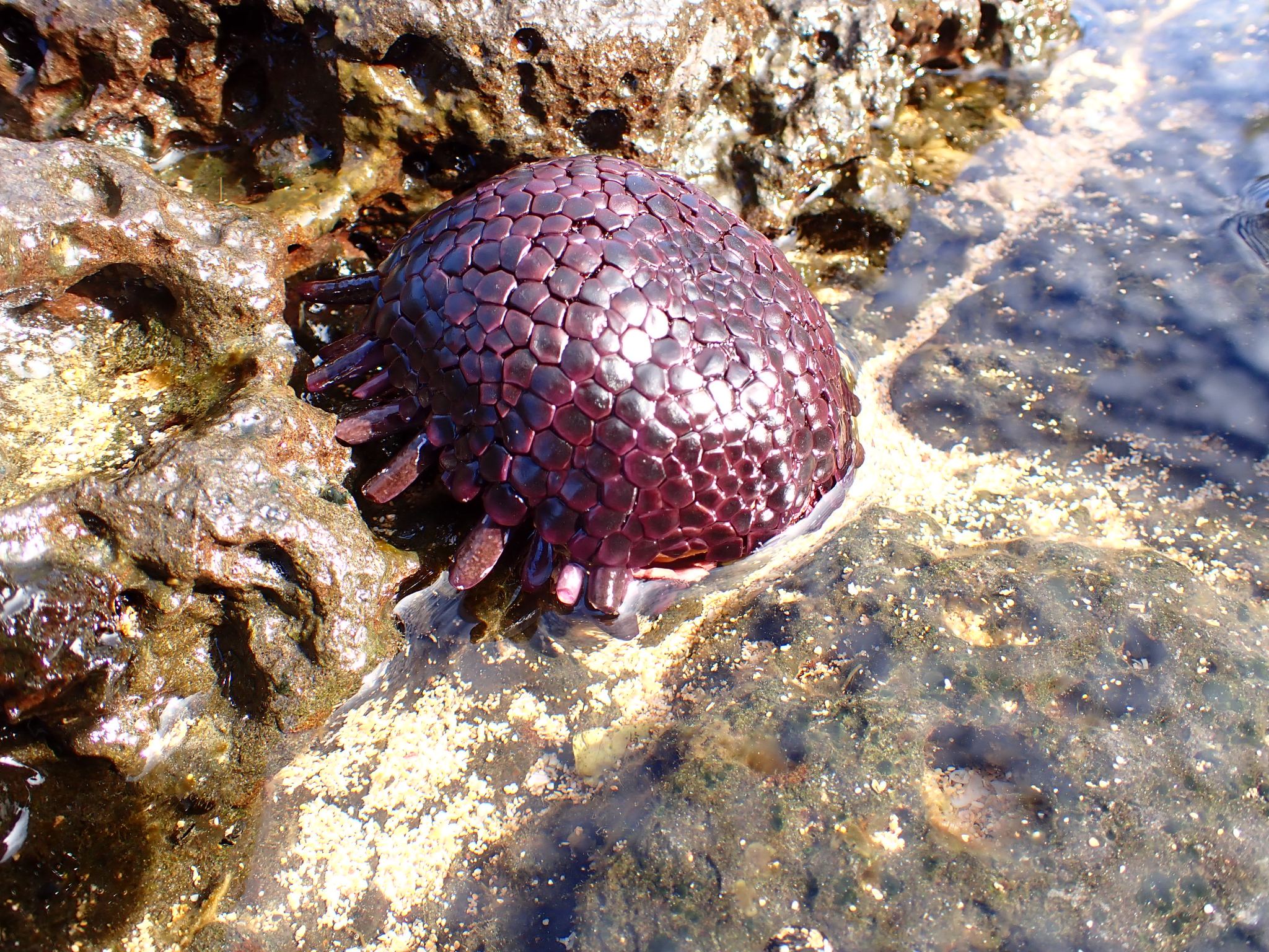 5 Kinds of Animals You Might See Tide Pooling in Hawai’i – The Tide Is Out
