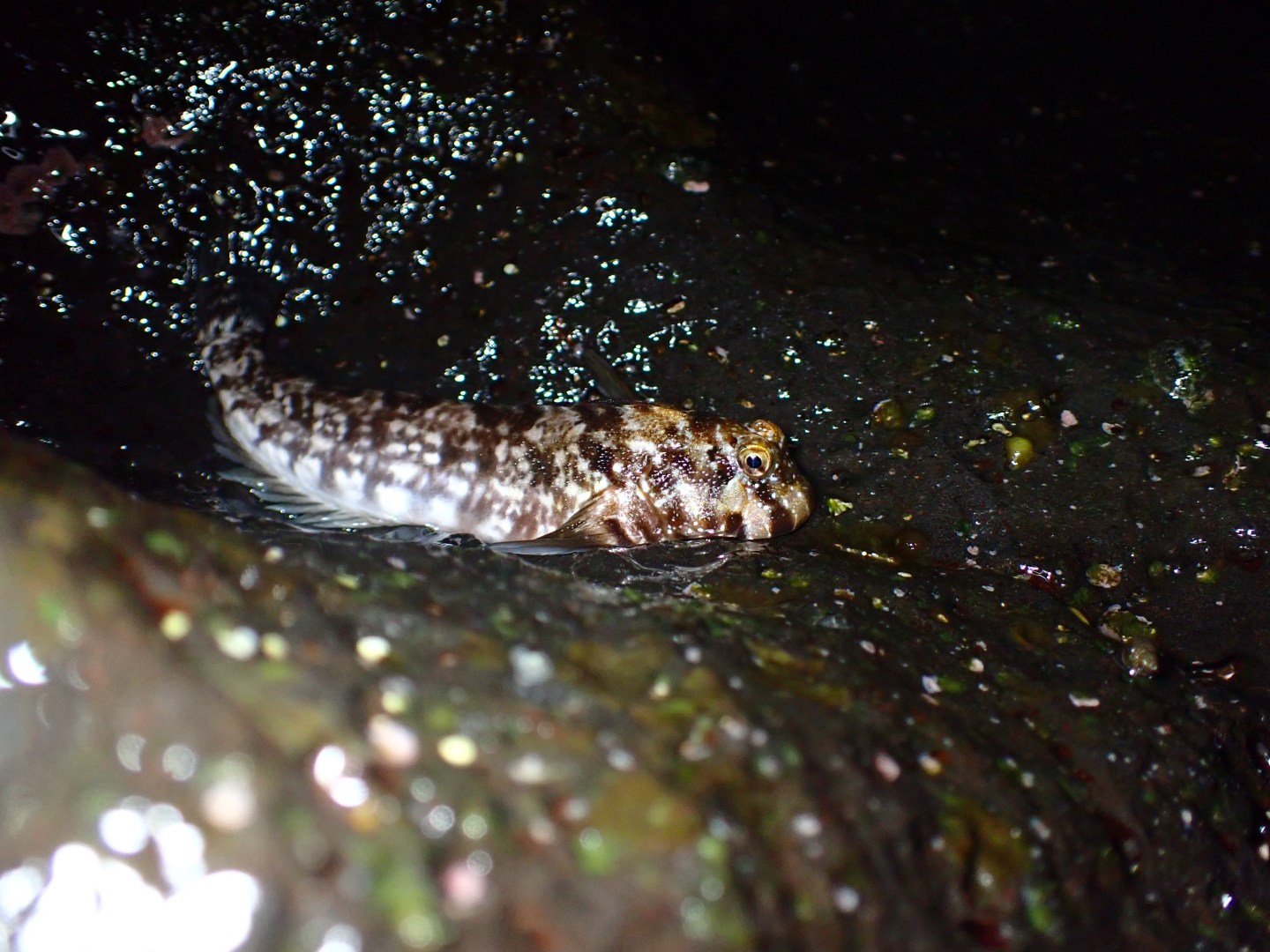 5 Kinds of Animals You Might See Tide Pooling in Hawai’i – The Tide Is Out
