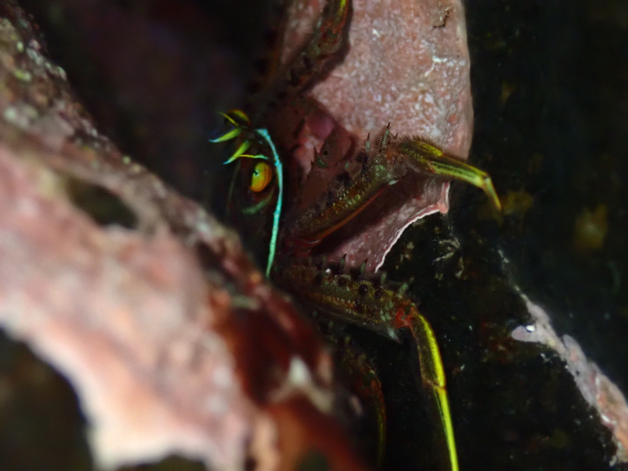 5 Kinds of Animals You Might See Tide Pooling in Hawai’i – The Tide Is Out