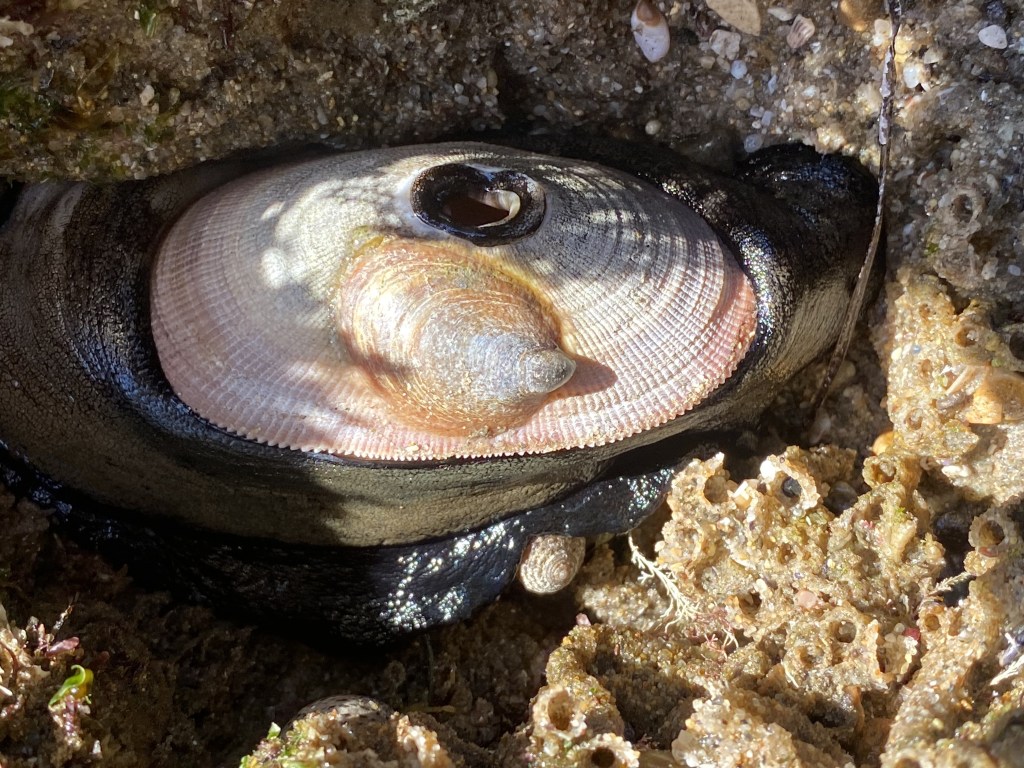 Giant Key Hole Limpet: The Simplest Animal in the Cancer Fight – The ...