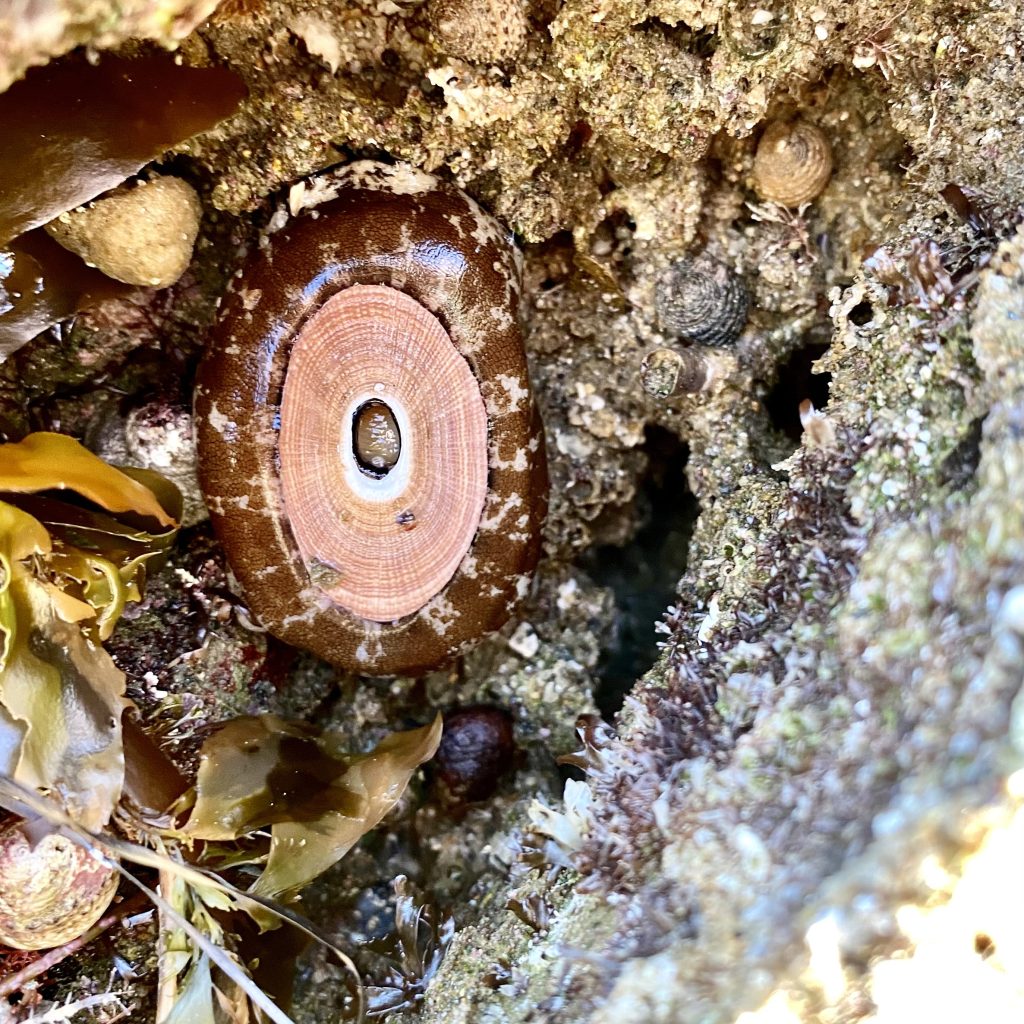 Giant Key Hole Limpet: The Simplest Animal in the Cancer Fight – The ...