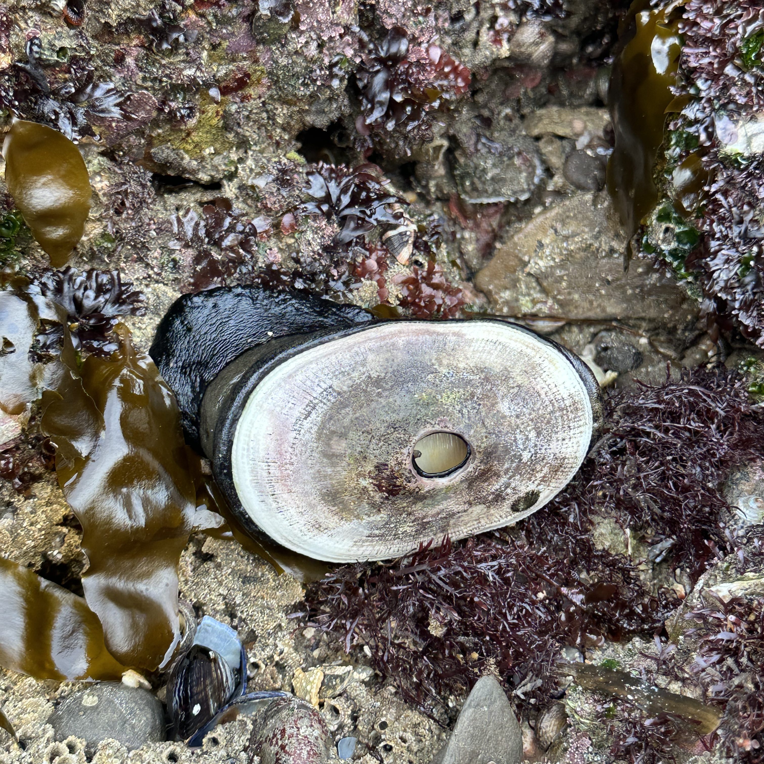 Giant Key Hole Limpet: The Simplest Animal in the Cancer Fight – The ...