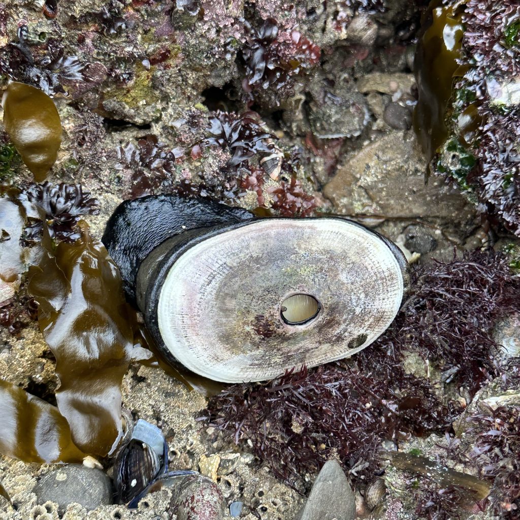 Giant Key Hole Limpet: The Simplest Animal in the Cancer Fight – The ...