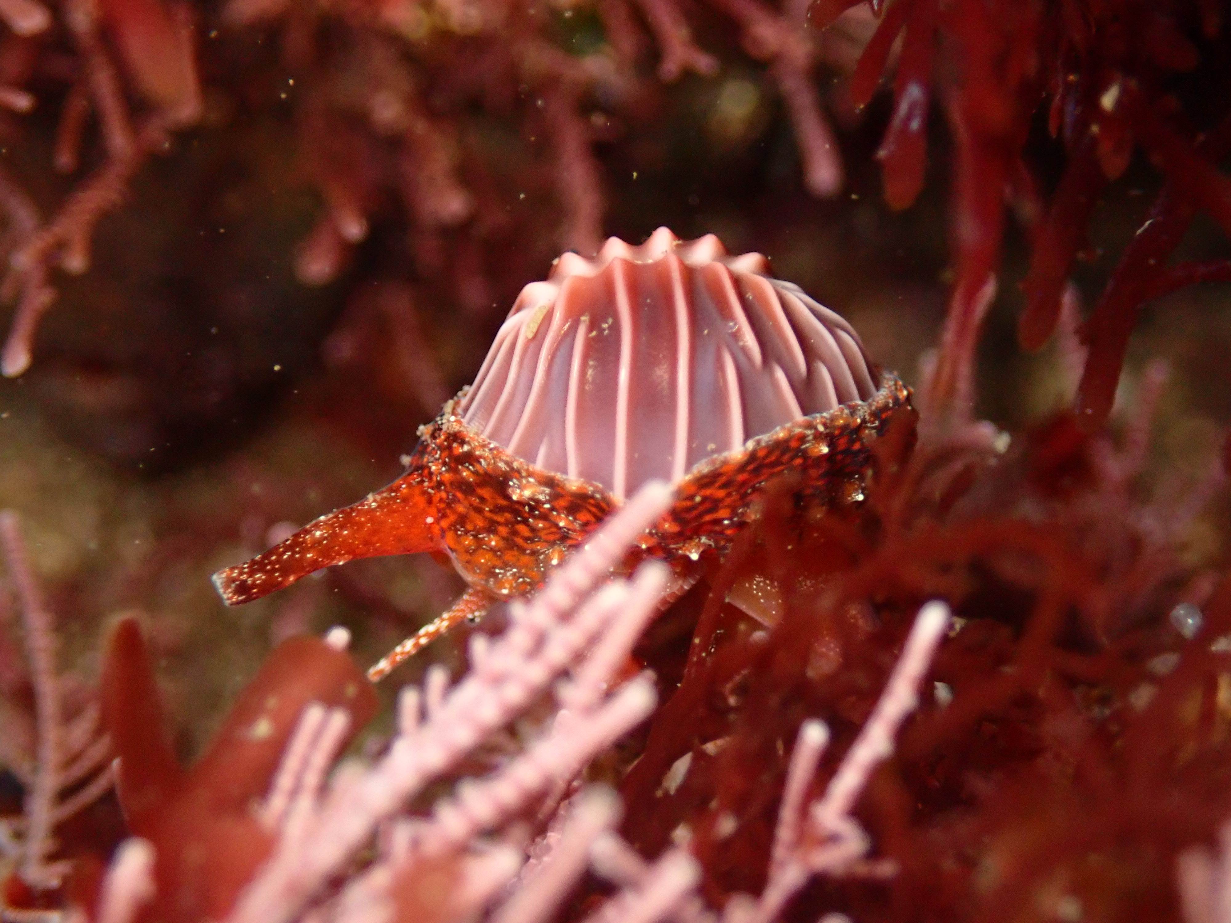 The Animals That Live In Shells – The Tide Is Out
