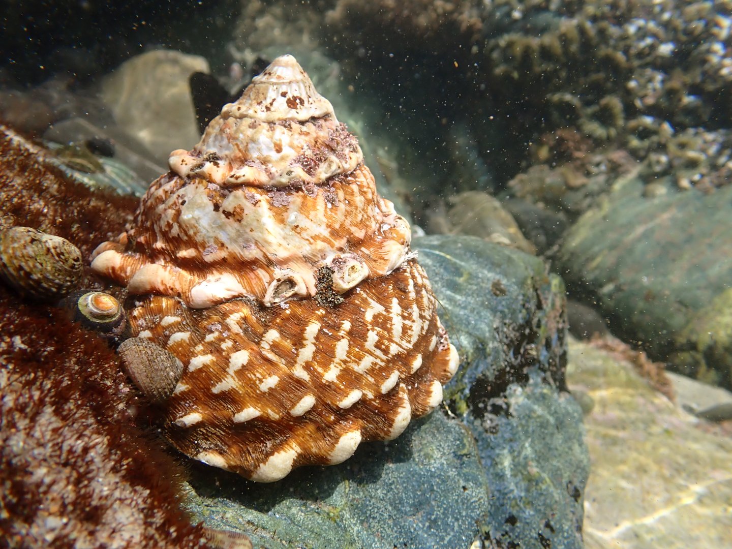 The Animals That Live In Shells – The Tide Is Out