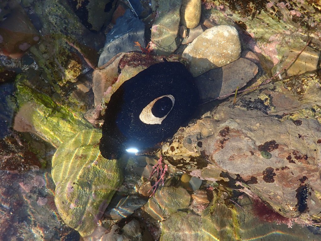 Giant Key Hole Limpet: The Simplest Animal in the Cancer Fight – The ...