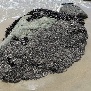 5 Kinds of Intertidal Animals That Look Like Rocks – The Tide Is Out