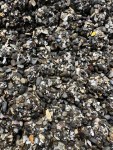5 Kinds of Intertidal Animals That Look Like Rocks – The Tide Is Out
