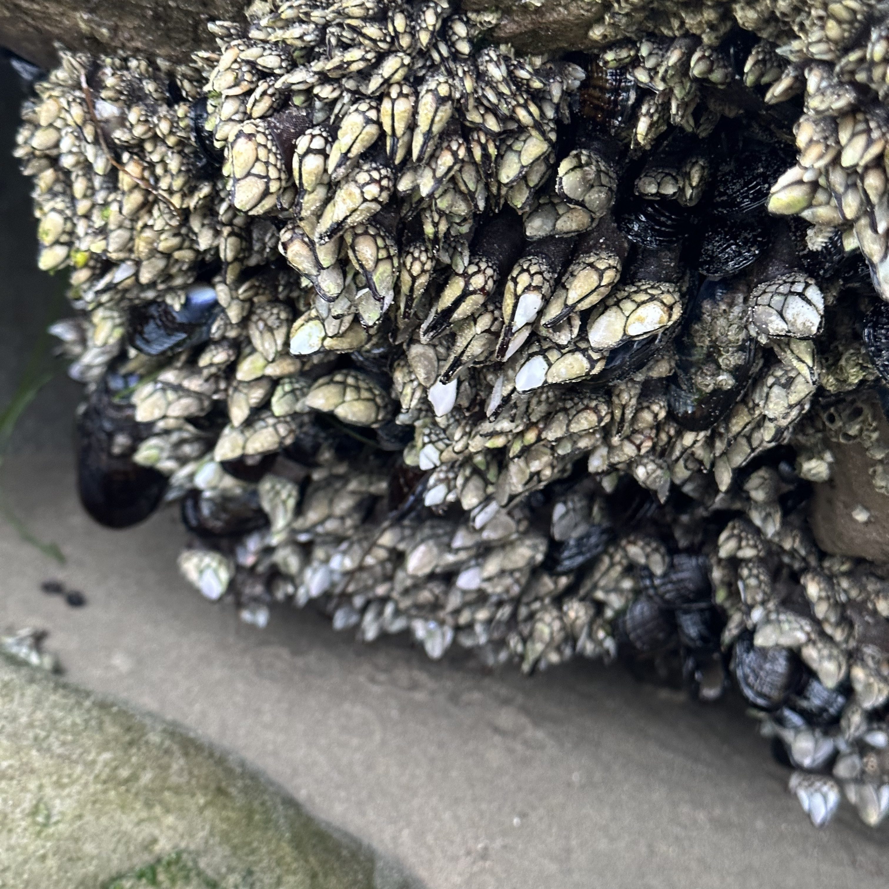 5 Kinds of Intertidal Animals That Look Like Rocks – The Tide Is Out