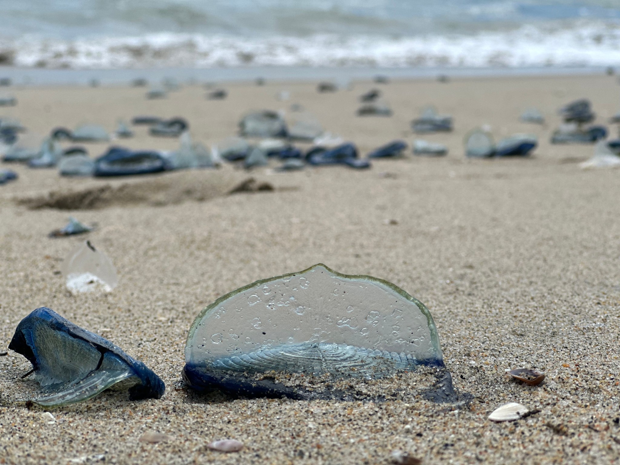 What are the Blue Sea Jelly-Things Washing up On California’s Beaches ...