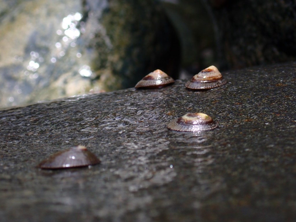 5 Kinds of Intertidal Animals That Look Like Rocks – The Tide Is Out