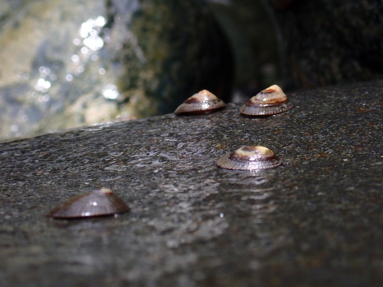 5 Kinds of Intertidal Animals That Look Like Rocks – The Tide Is Out