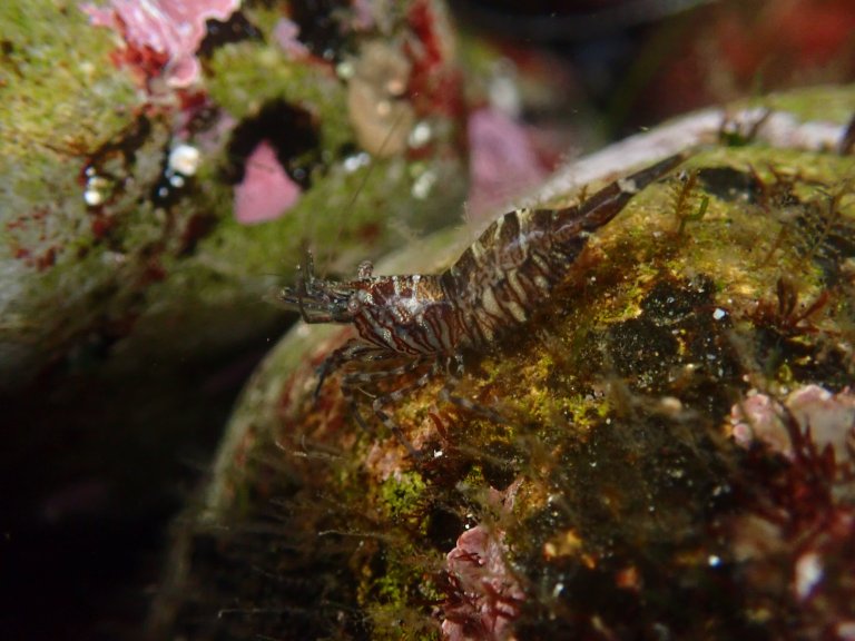 Camoflauge with Bright Colors: The Red-banded transparent Shrimp – The ...