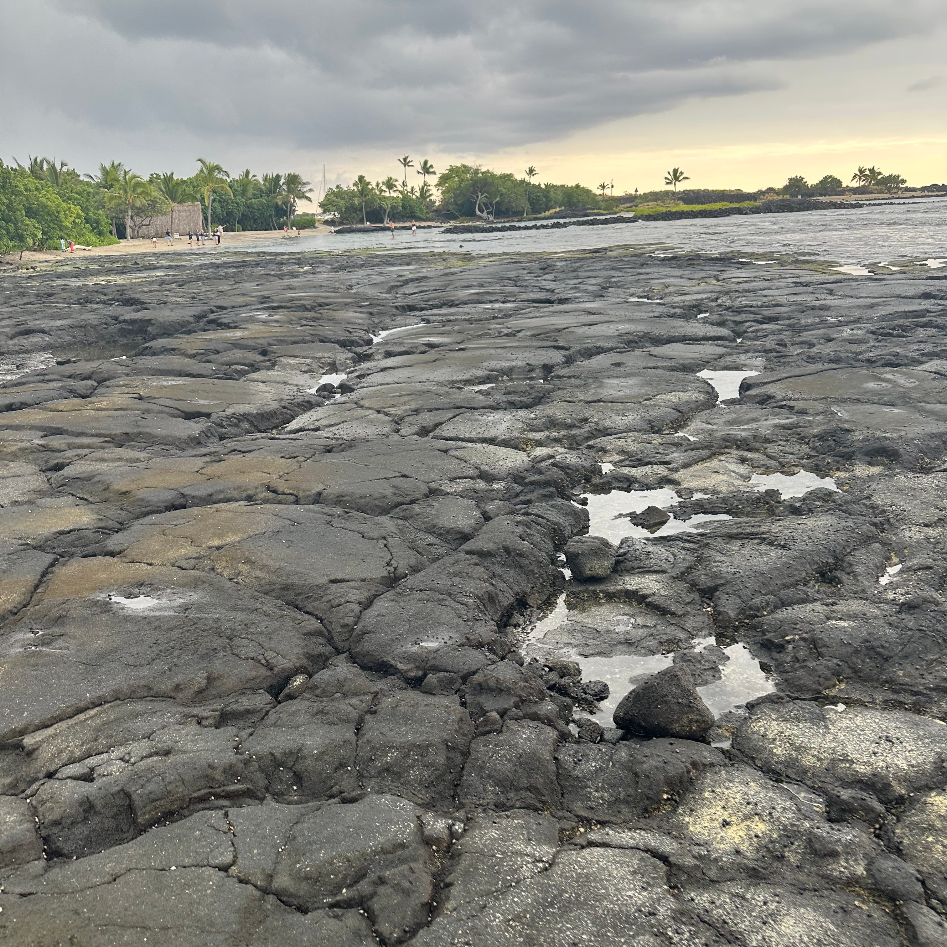 Can you Go Tide Pooling In Hawaii? – The Tide Is Out